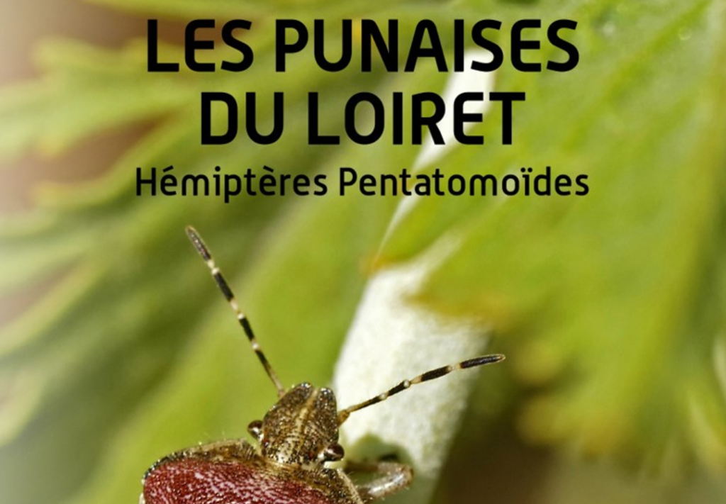 Les hémiptères pentatomoïdes du Loiret Insectes du monde - Zicrona